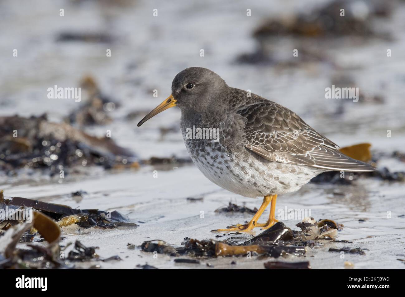 Purple sandpiper summer hi-res stock photography and images - Alamy