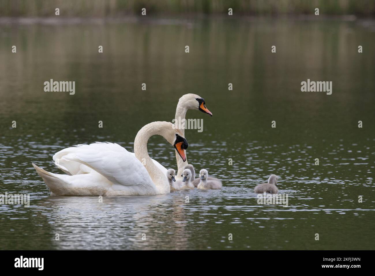 Swans back view hi-res stock photography and images - Alamy