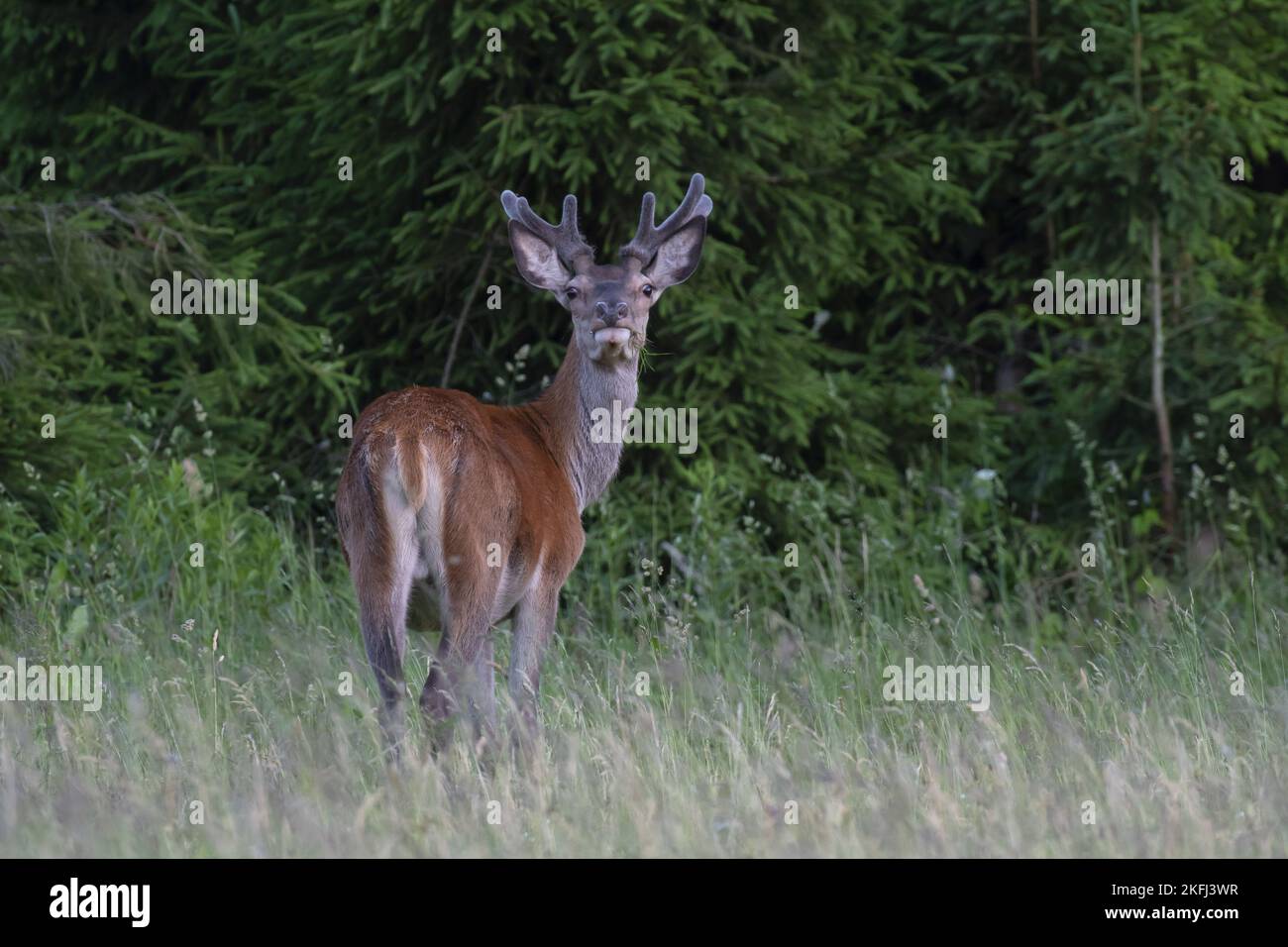 Rear view of stag hi-res stock photography and images - Alamy