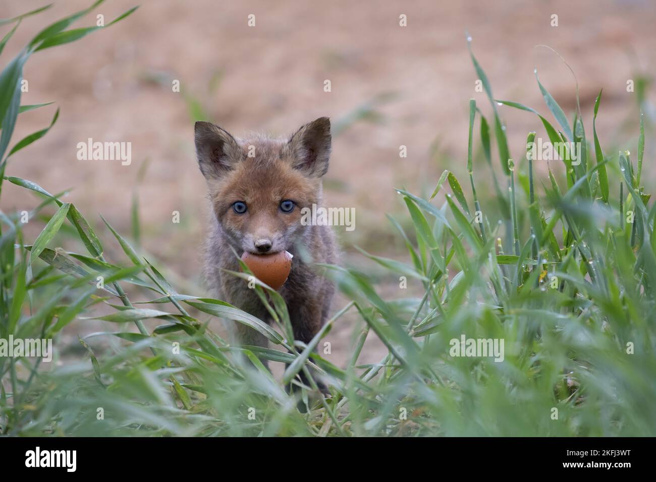 Fox carrying prey hi-res stock photography and images - Alamy