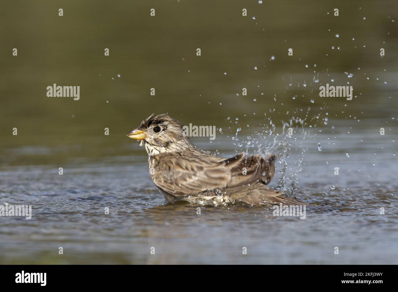 Corn Bunting in water Stock Photo - Alamy
