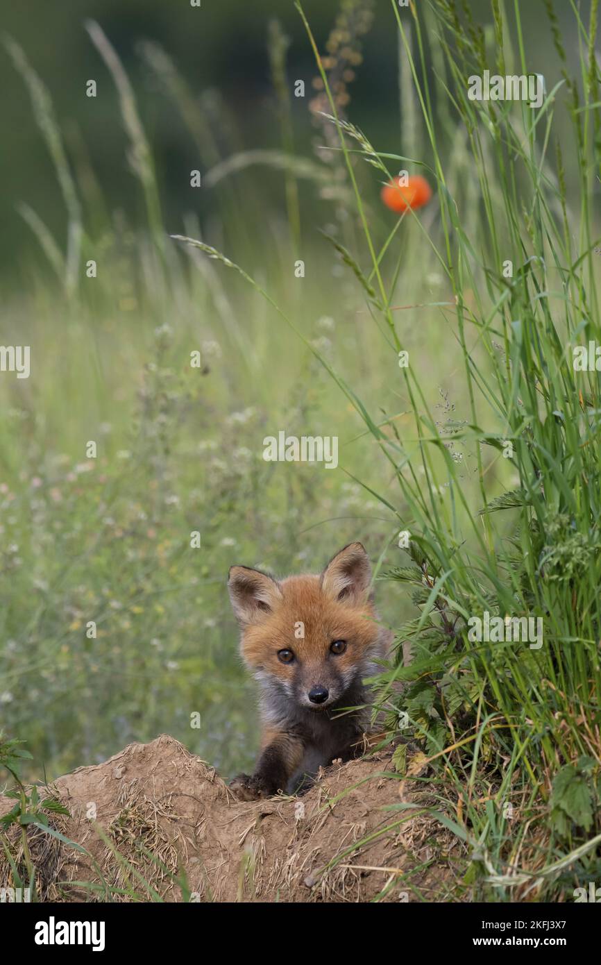 young Red Fox Stock Photo - Alamy