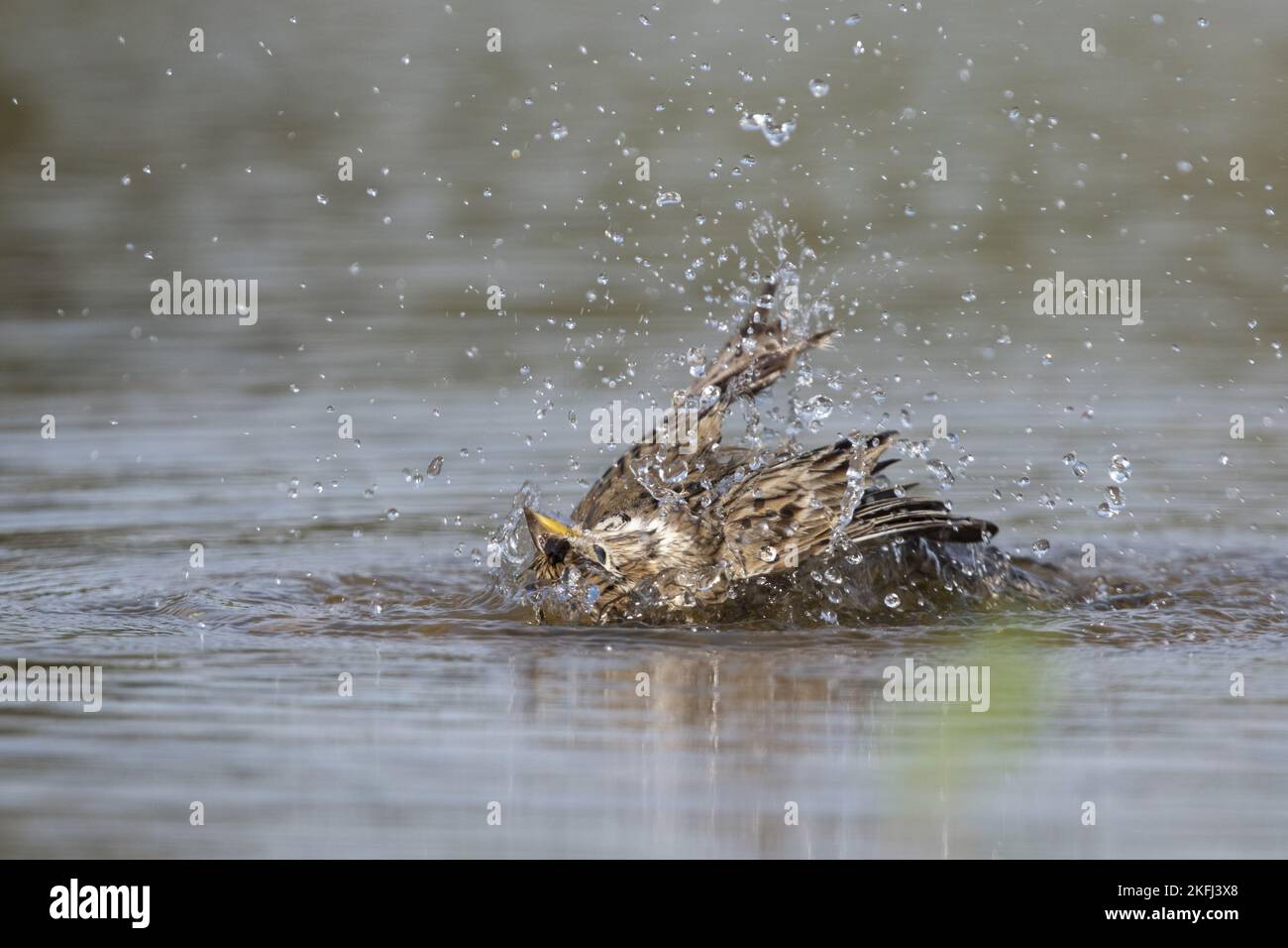 Corn Bunting in water Stock Photo - Alamy