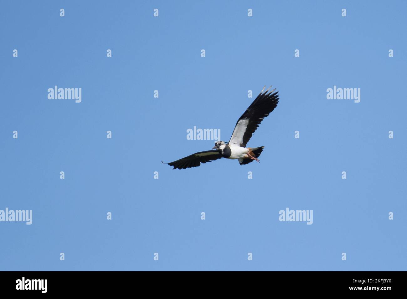 Flying lapwing hi-res stock photography and images - Alamy