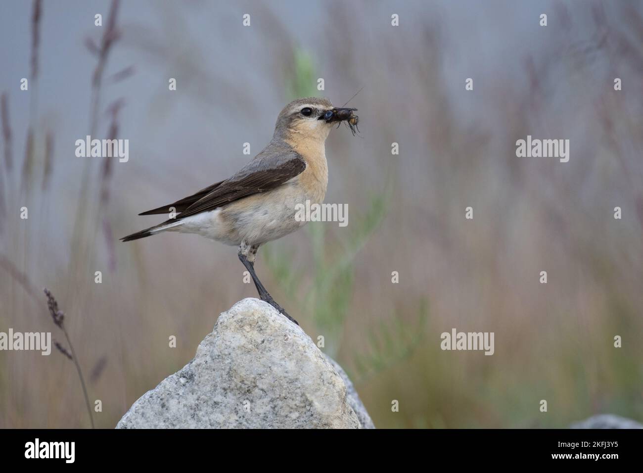 Adult greenland wheatear hi-res stock photography and images - Alamy