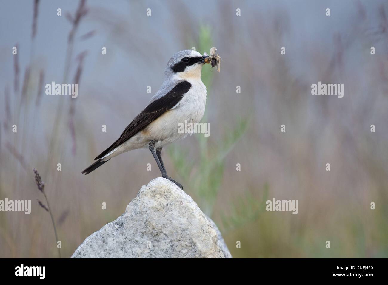 Seebohms wheatear hi-res stock photography and images - Alamy