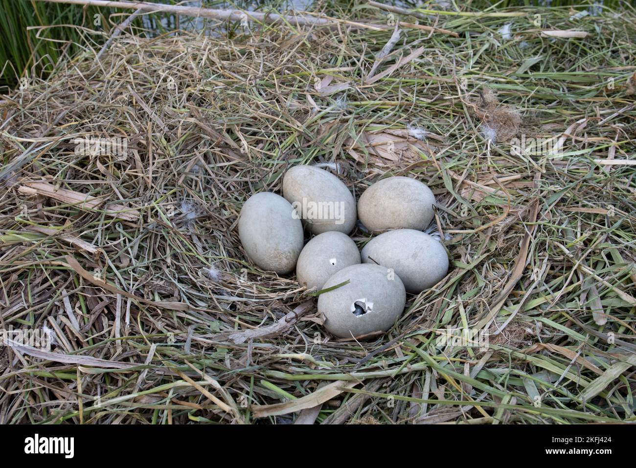 Nest six eggs clutch hi-res stock photography and images - Alamy