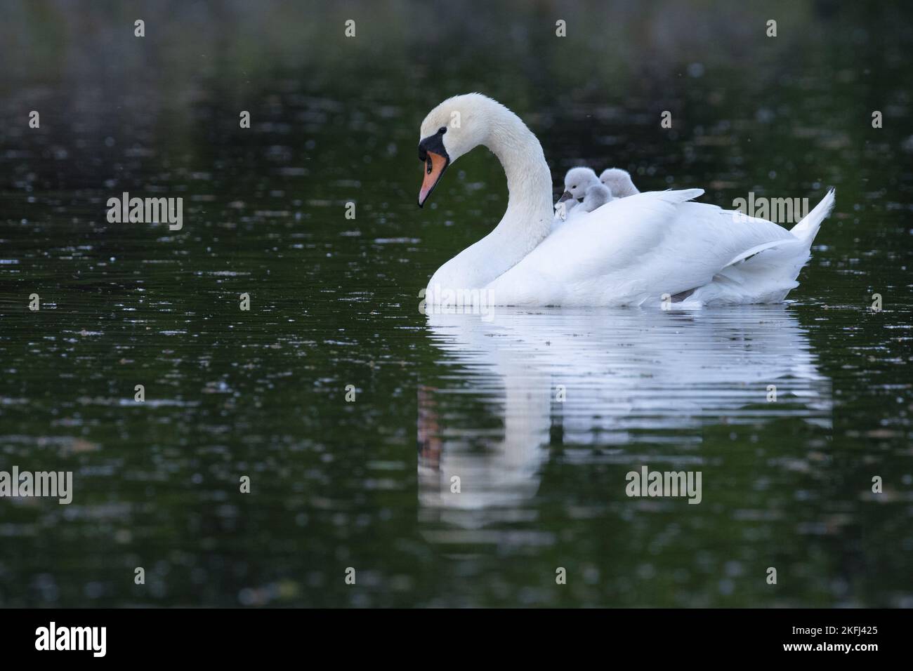 4 mute swans hi-res stock photography and images - Alamy