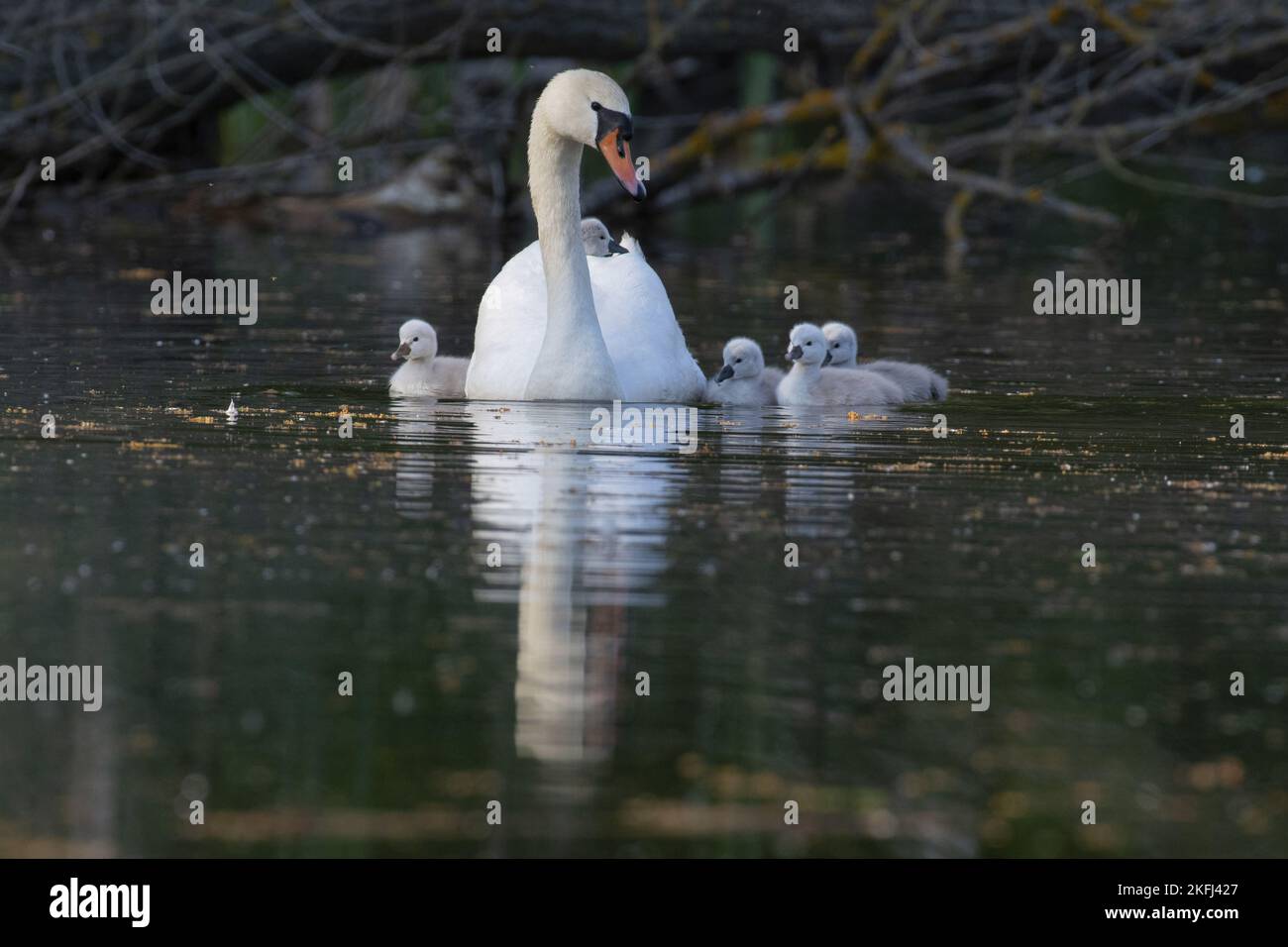 6 young swans hi-res stock photography and images - Alamy