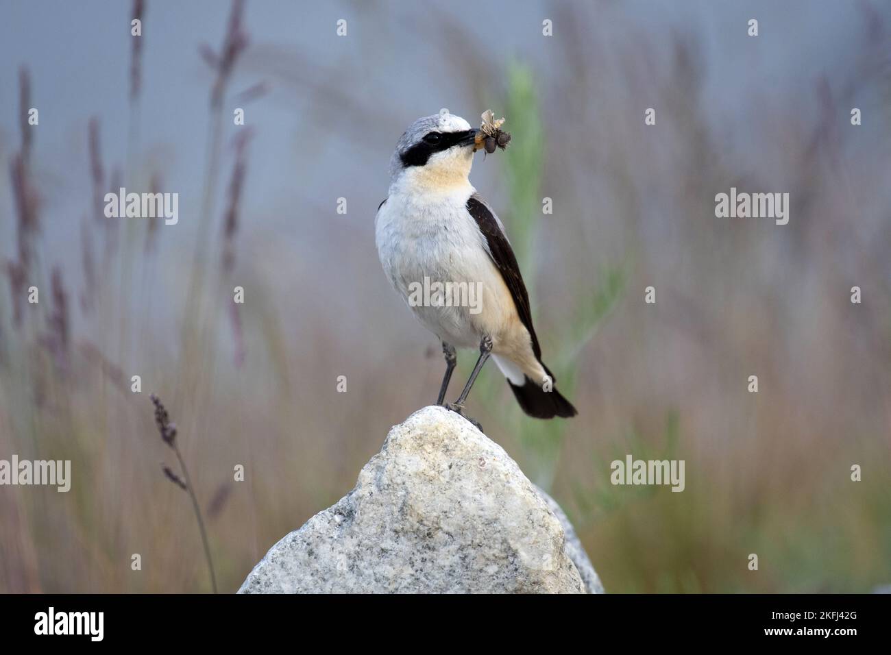 Seebohms wheatear hi-res stock photography and images - Alamy