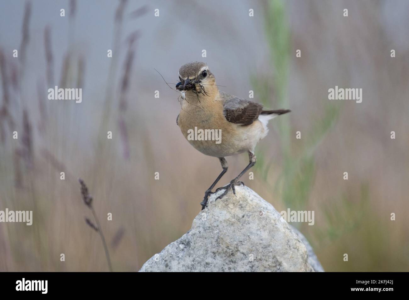 Adult greenland wheatear hi-res stock photography and images - Alamy