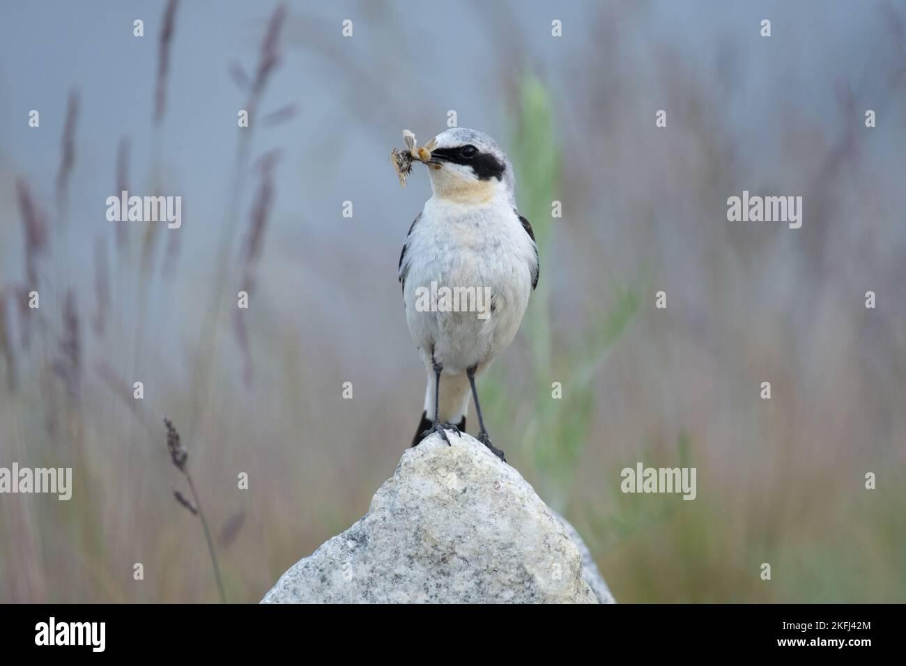 Wheatear behavior hi-res stock photography and images - Alamy