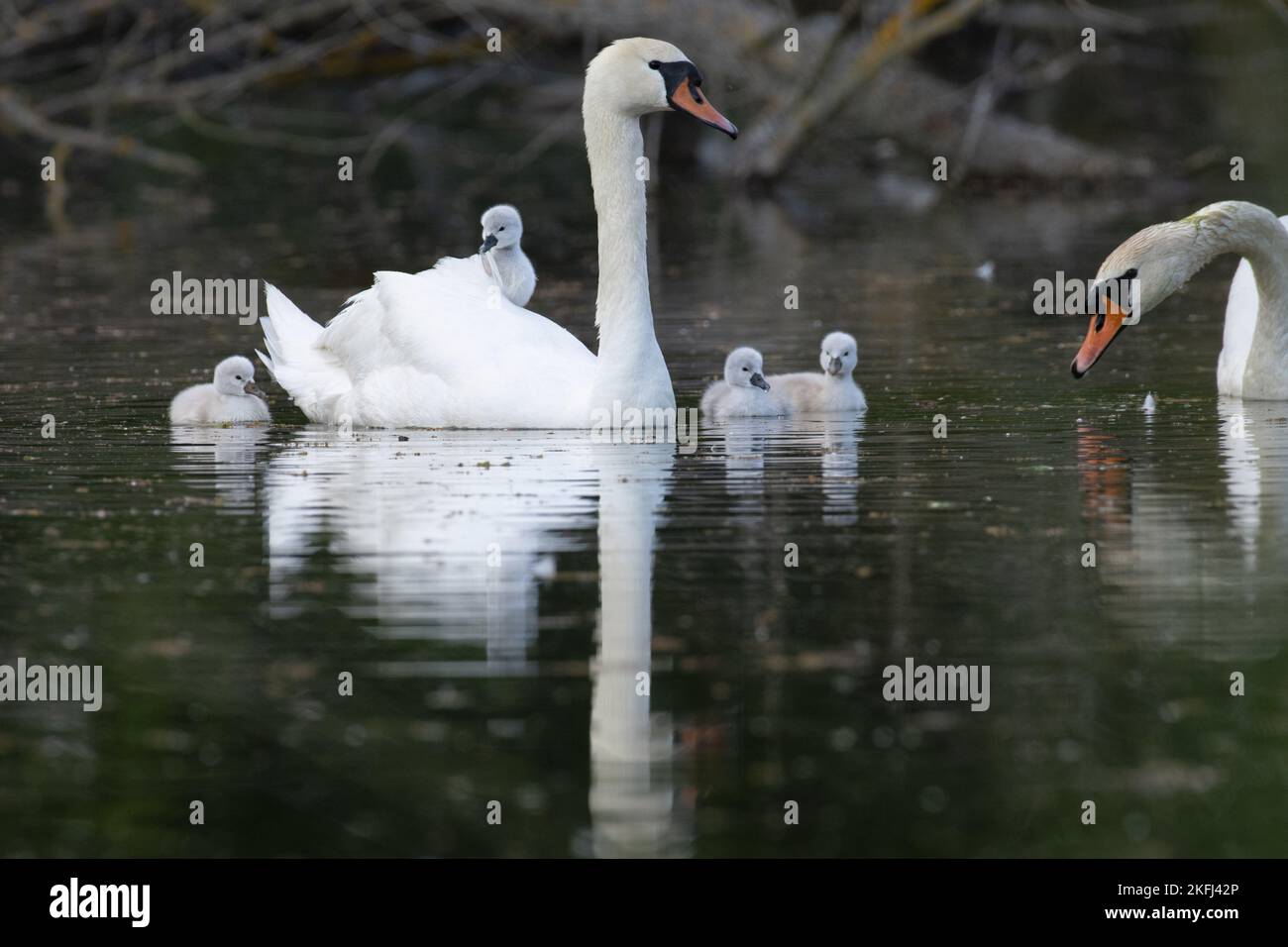 6 young swans hi-res stock photography and images - Alamy