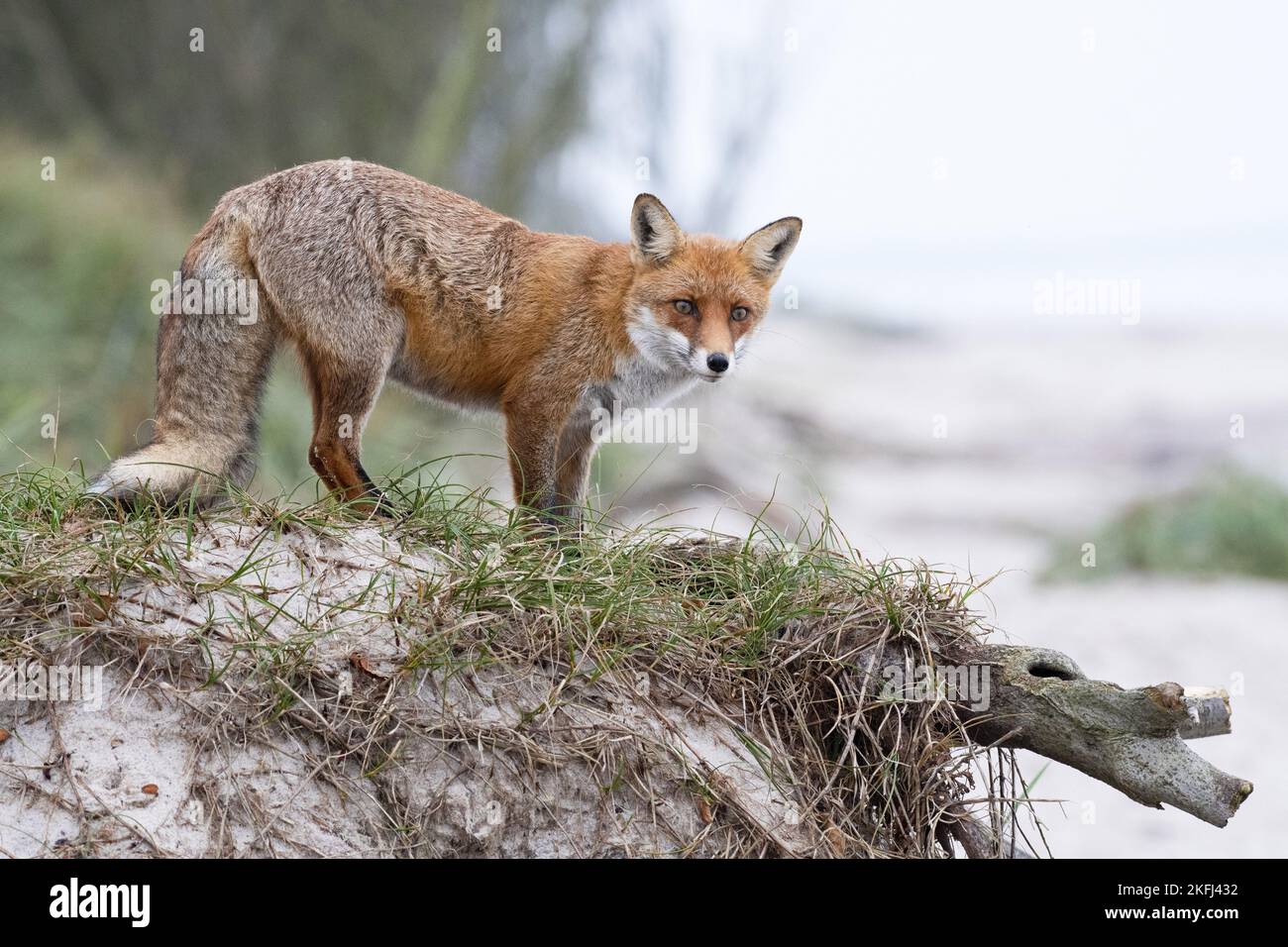 standing Red Fox Stock Photo - Alamy