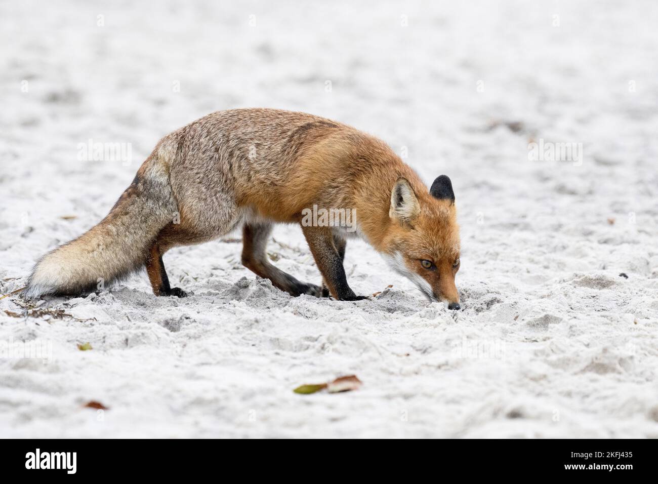 standing Red Fox Stock Photo - Alamy
