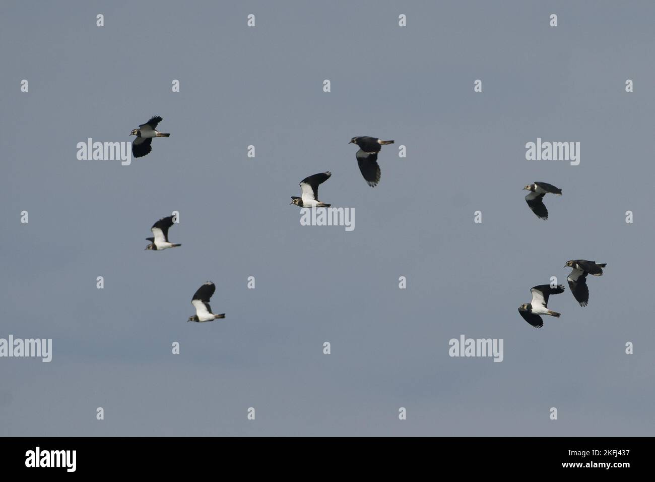 Flying lapwings hi-res stock photography and images - Alamy