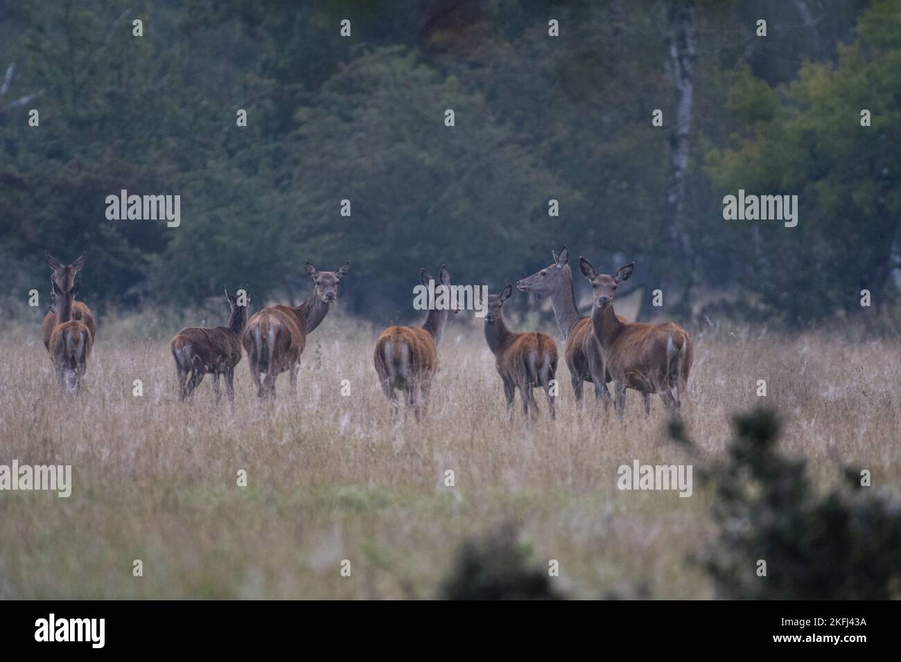 Red deer cervus elaphus pack hi-res stock photography and images - Alamy