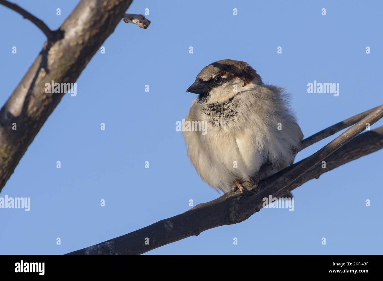English house sparrow Stock Photo - Alamy