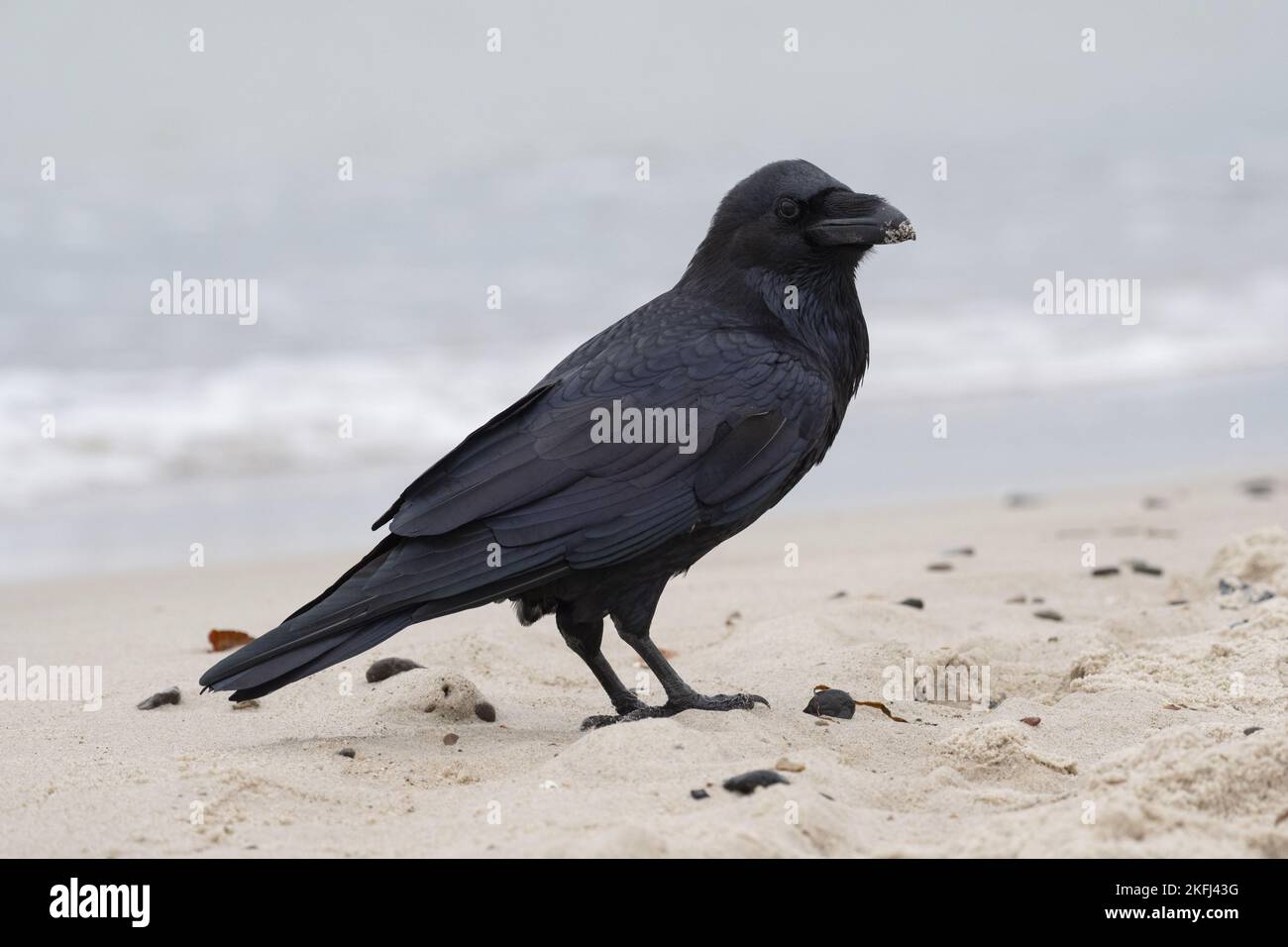 Northern Raven at the beach Stock Photo - Alamy