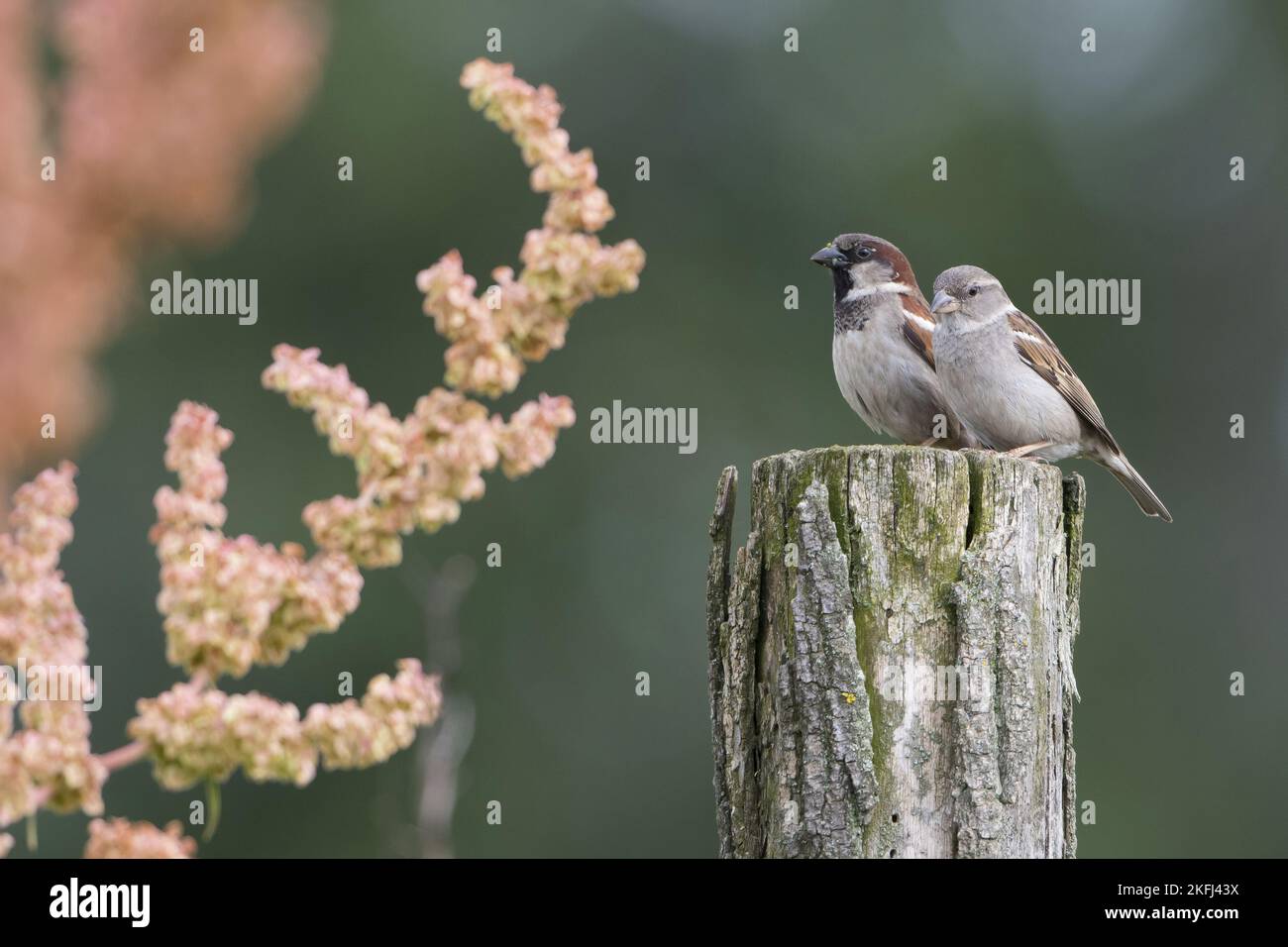 English house sparrows Stock Photo - Alamy