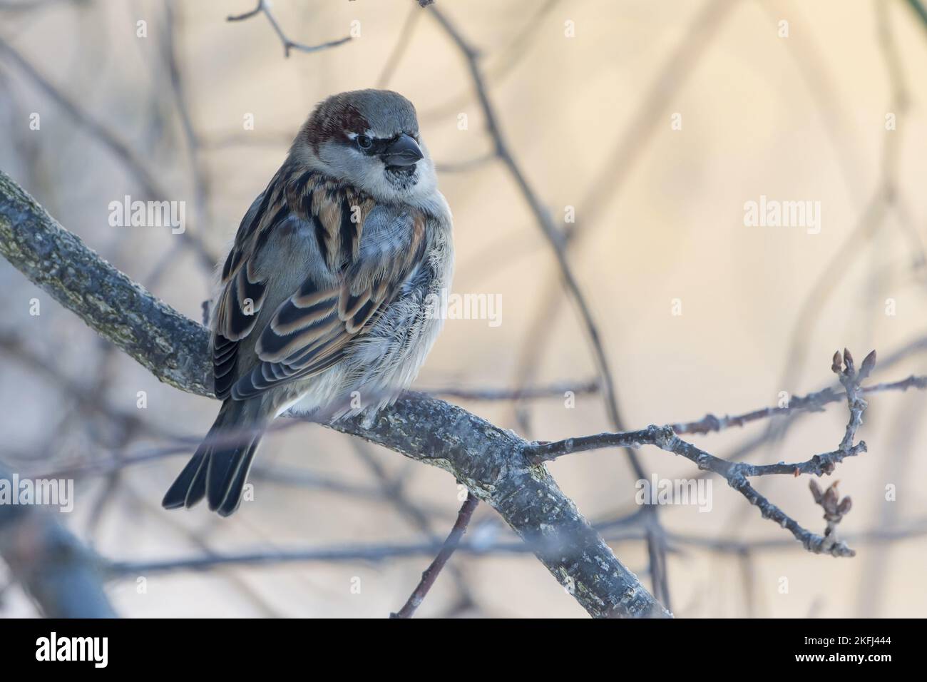 English house sparrow Stock Photo - Alamy