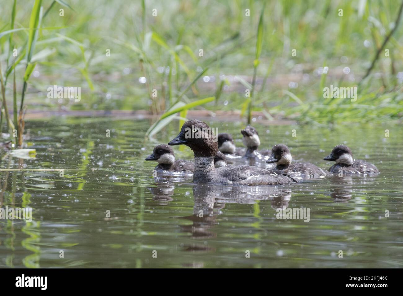 common goldeneye ducks Stock Photo - Alamy