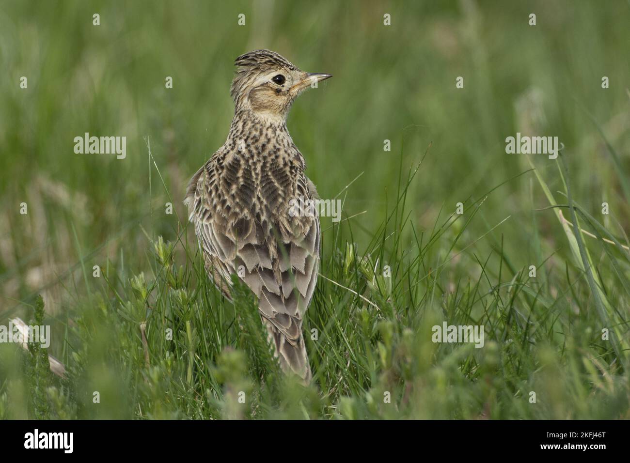 Eurasian skylark alauda arvensis adult hi-res stock photography and ...