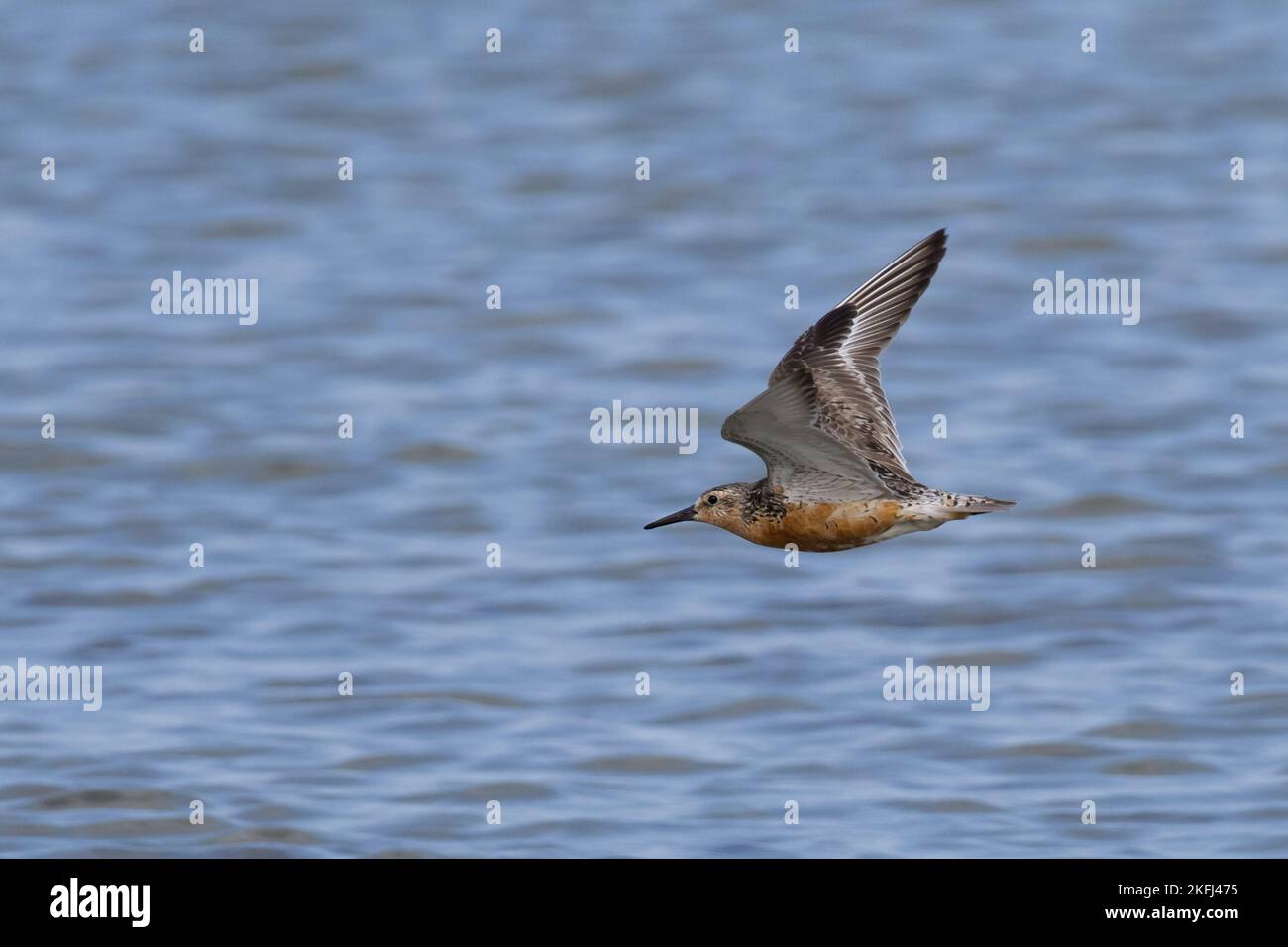 Flying red knots hi-res stock photography and images - Alamy