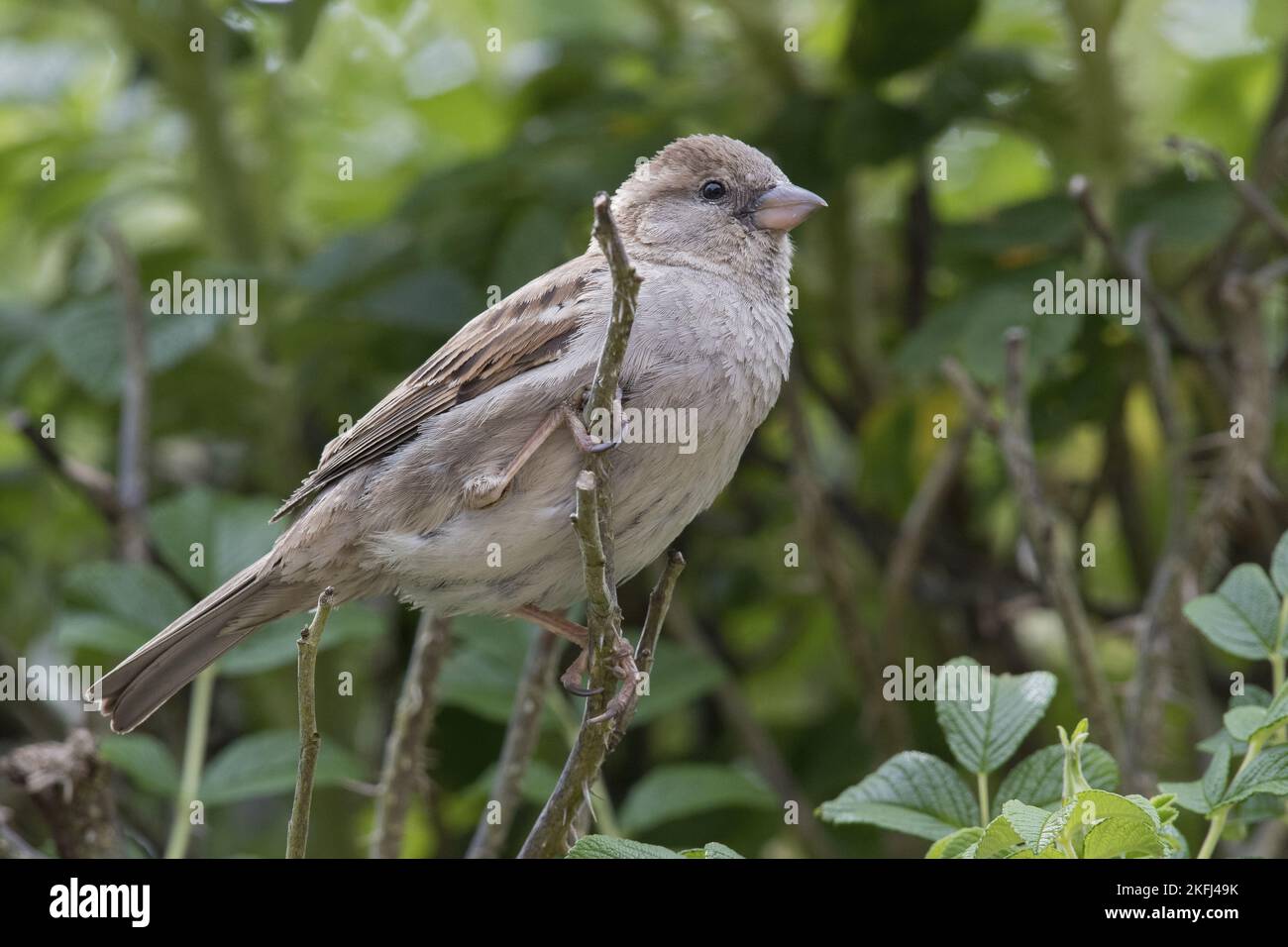 English house sparrow Stock Photo - Alamy