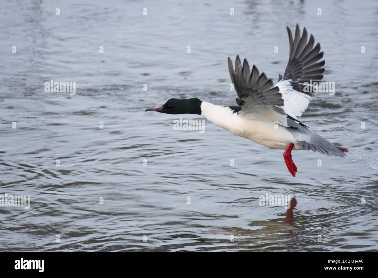 Flying common merganser duck hi-res stock photography and images - Alamy
