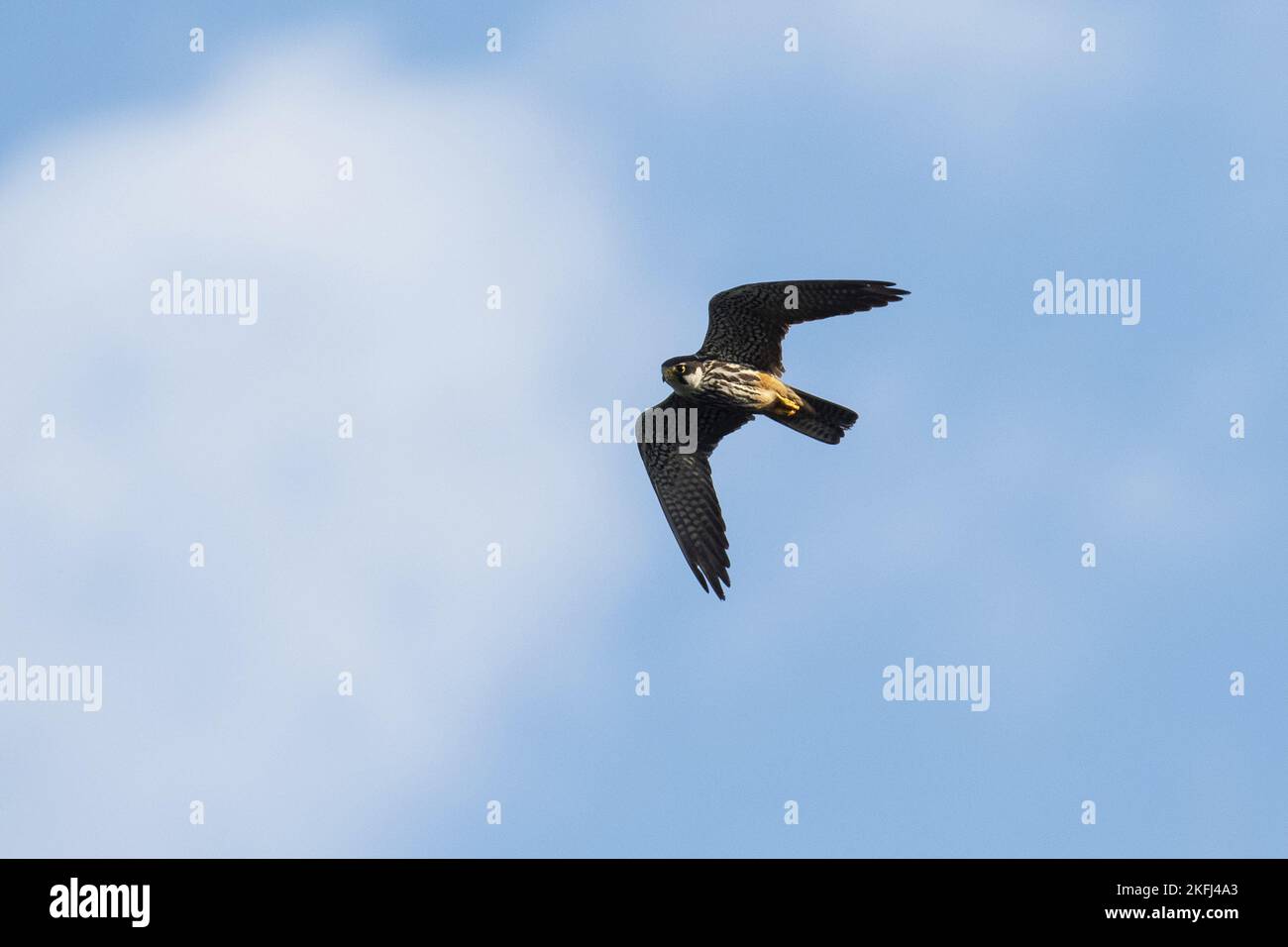 Hobby falcon flying hi-res stock photography and images - Alamy