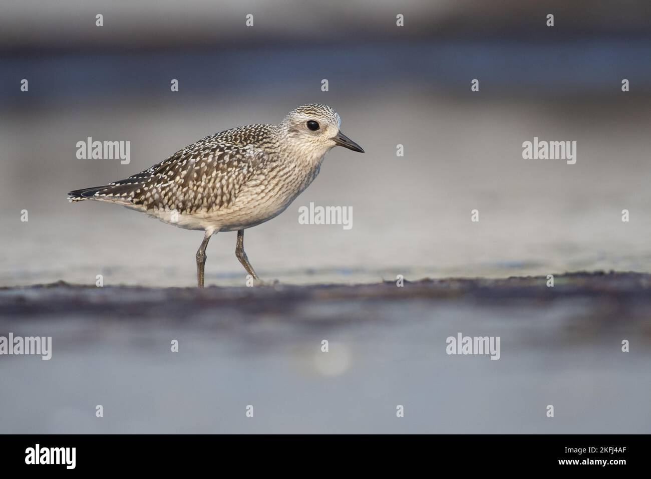 Piping plover in water Stock Photo - Alamy