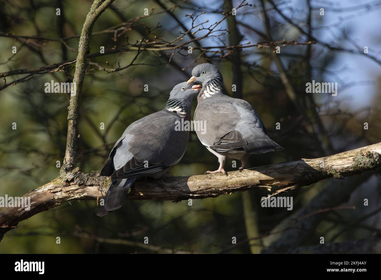 Culver culvers bird birds hi-res stock photography and images - Alamy