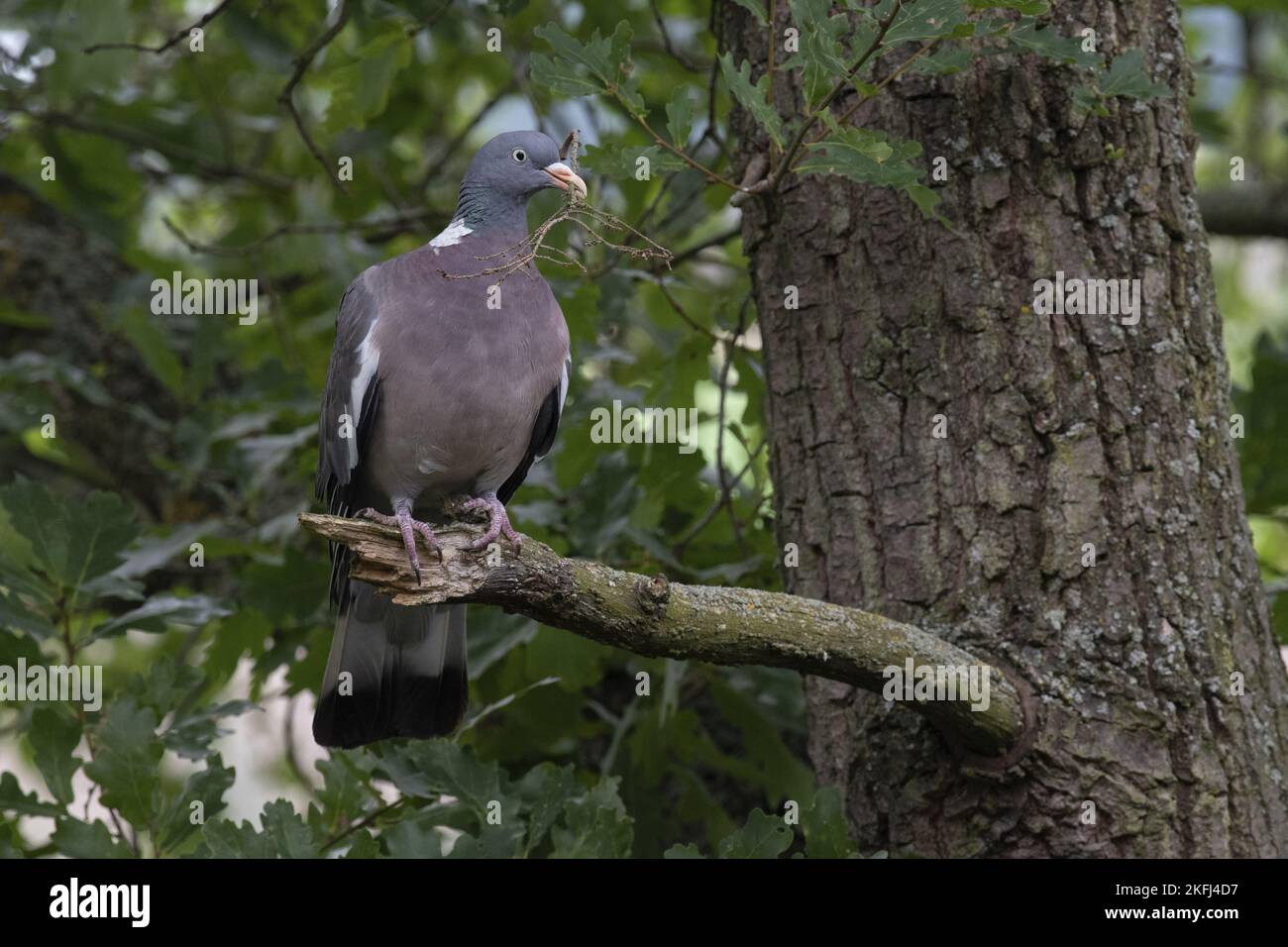Culver culvers bird birds hi-res stock photography and images - Alamy
