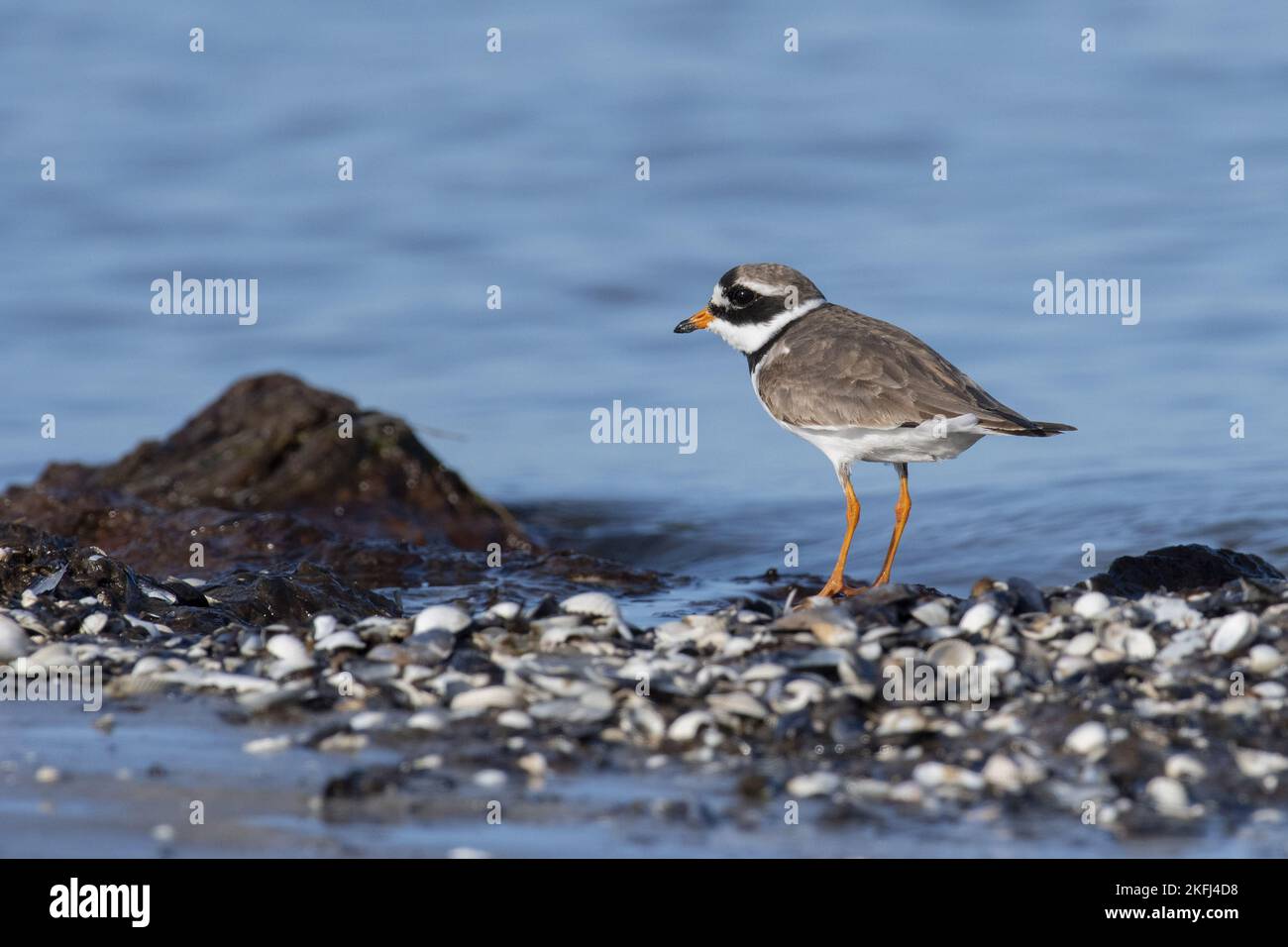 great ringed plover Stock Photo - Alamy