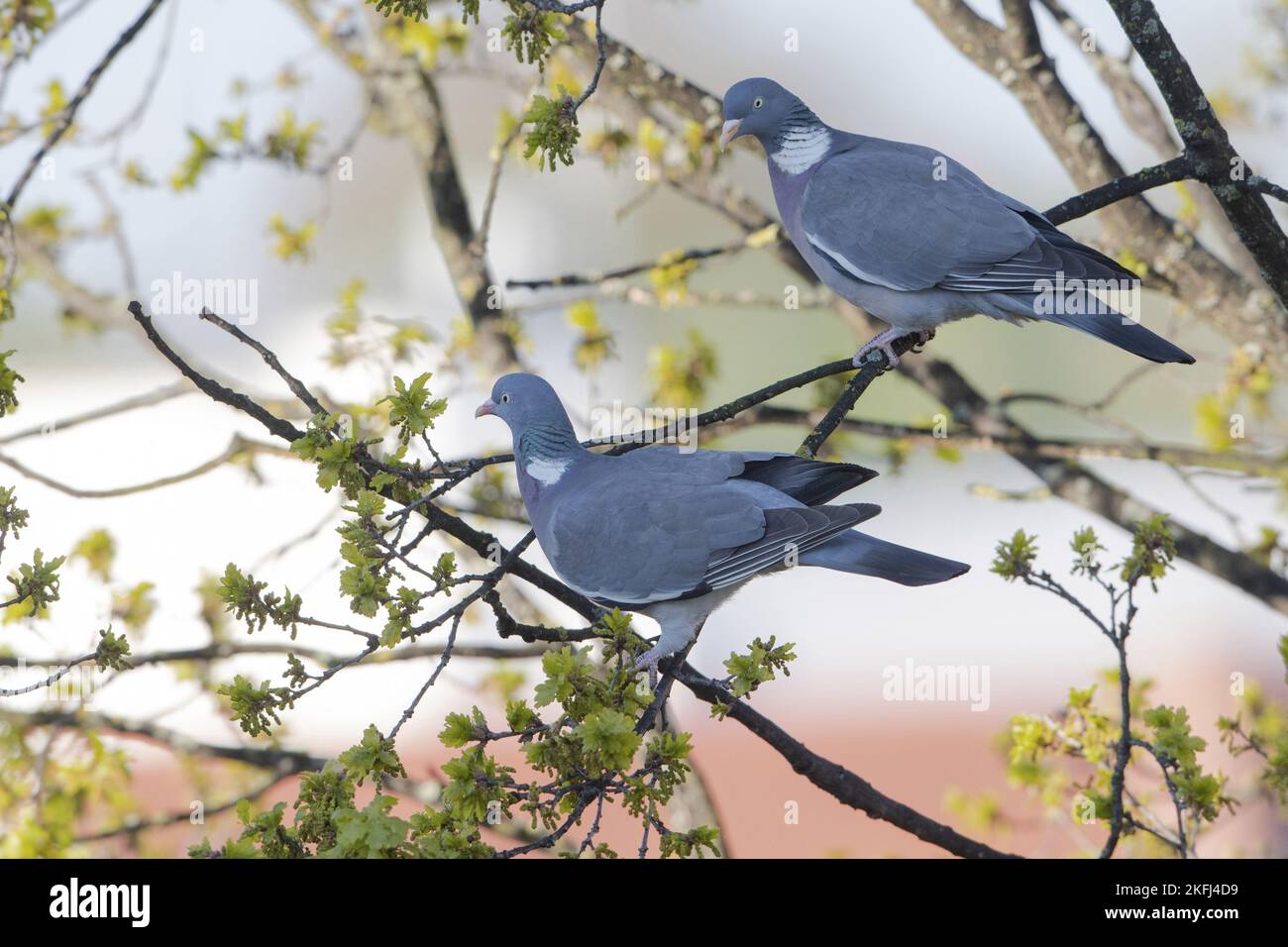 Culver culvers bird birds hi-res stock photography and images - Alamy
