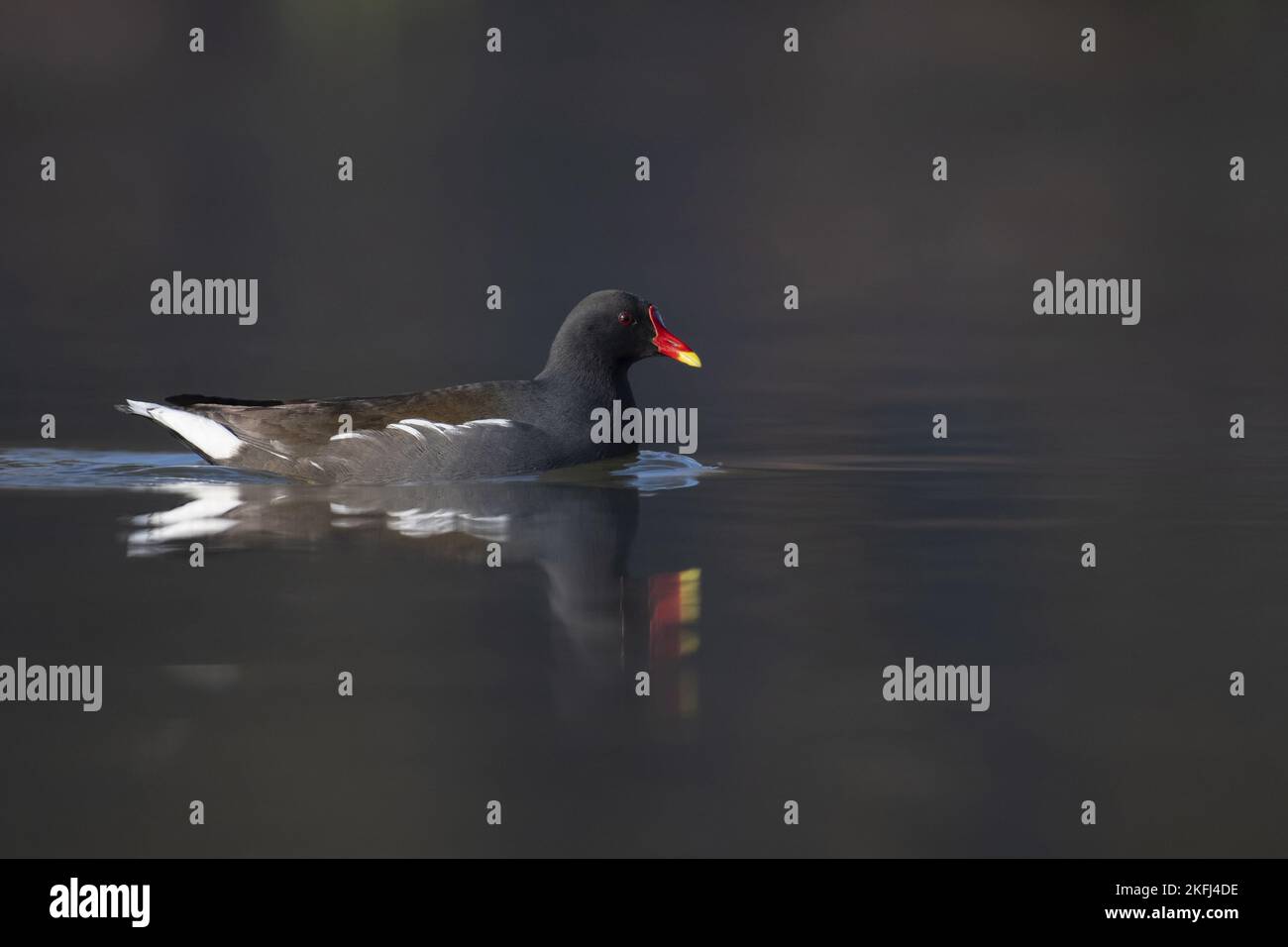 Side view moorhen swimming hi-res stock photography and images - Alamy