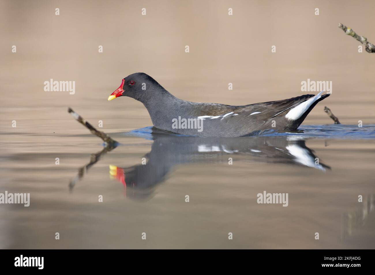 Side view moorhen swimming hi-res stock photography and images - Alamy