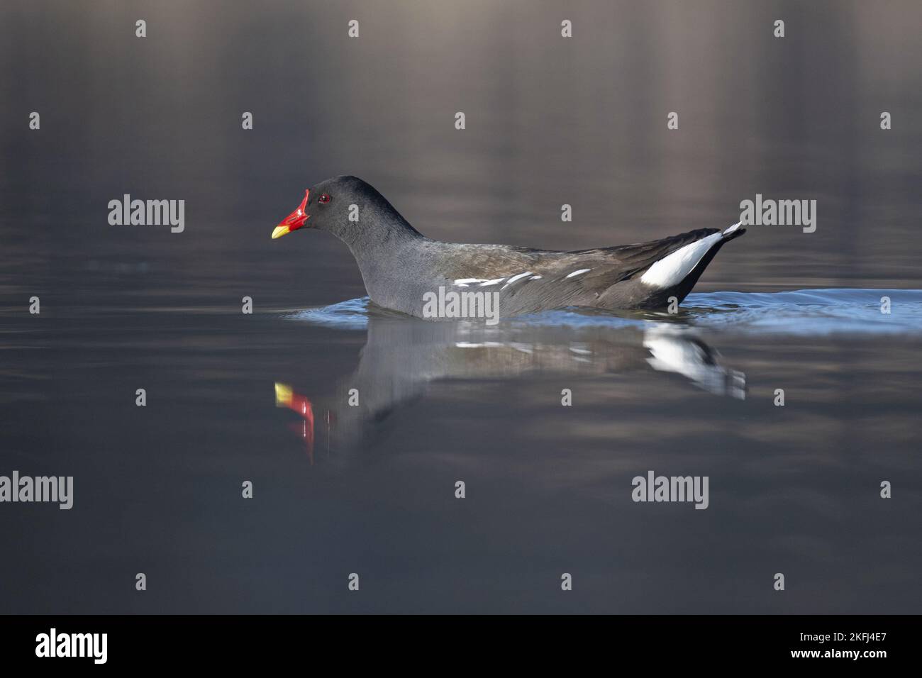 Side view moorhen swimming hi-res stock photography and images - Alamy