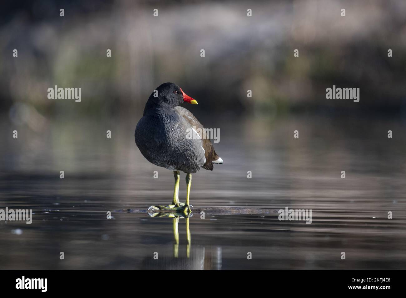 Moorhen stands hi-res stock photography and images - Alamy