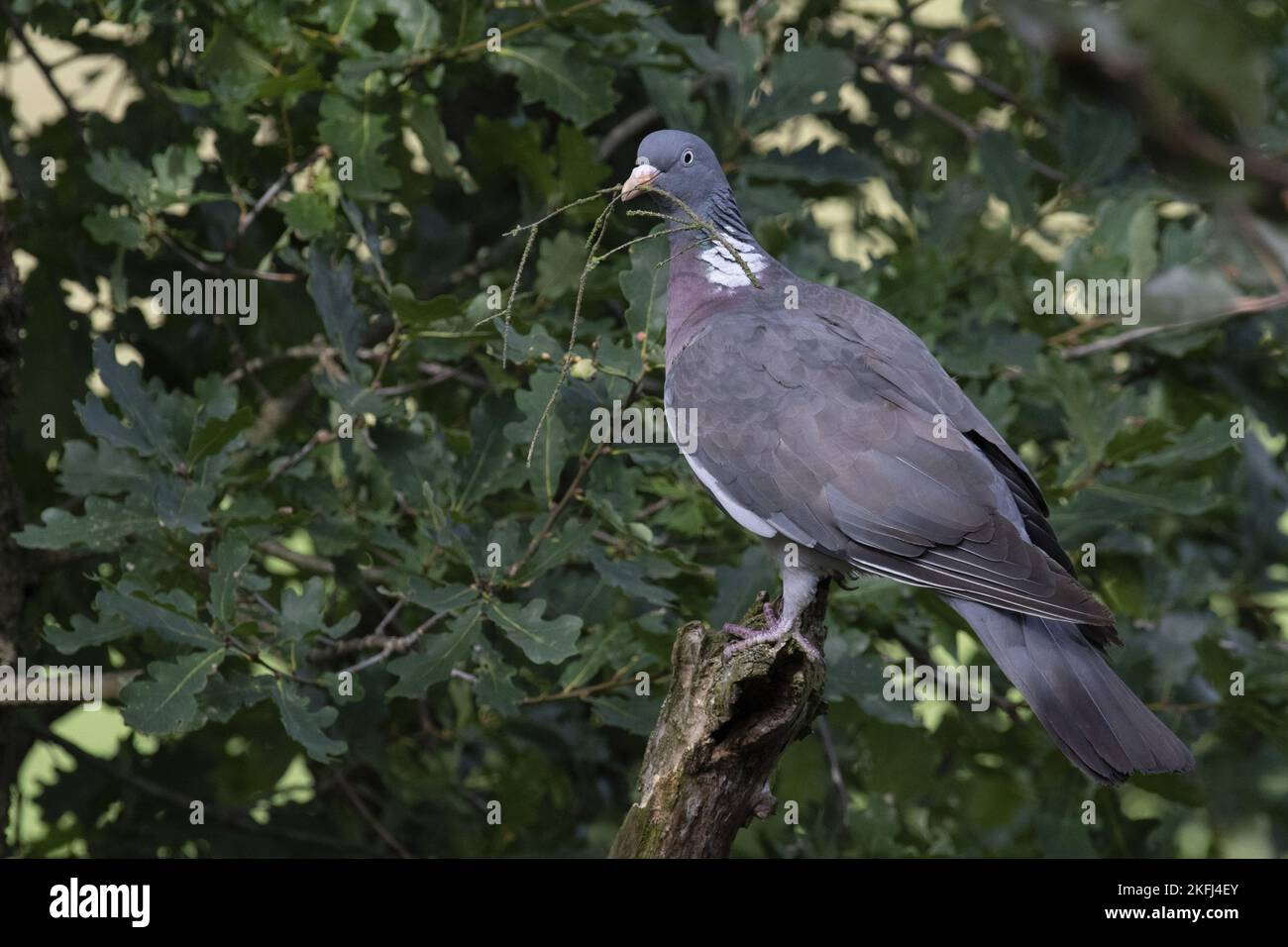 Culver culvers bird birds hi-res stock photography and images - Alamy