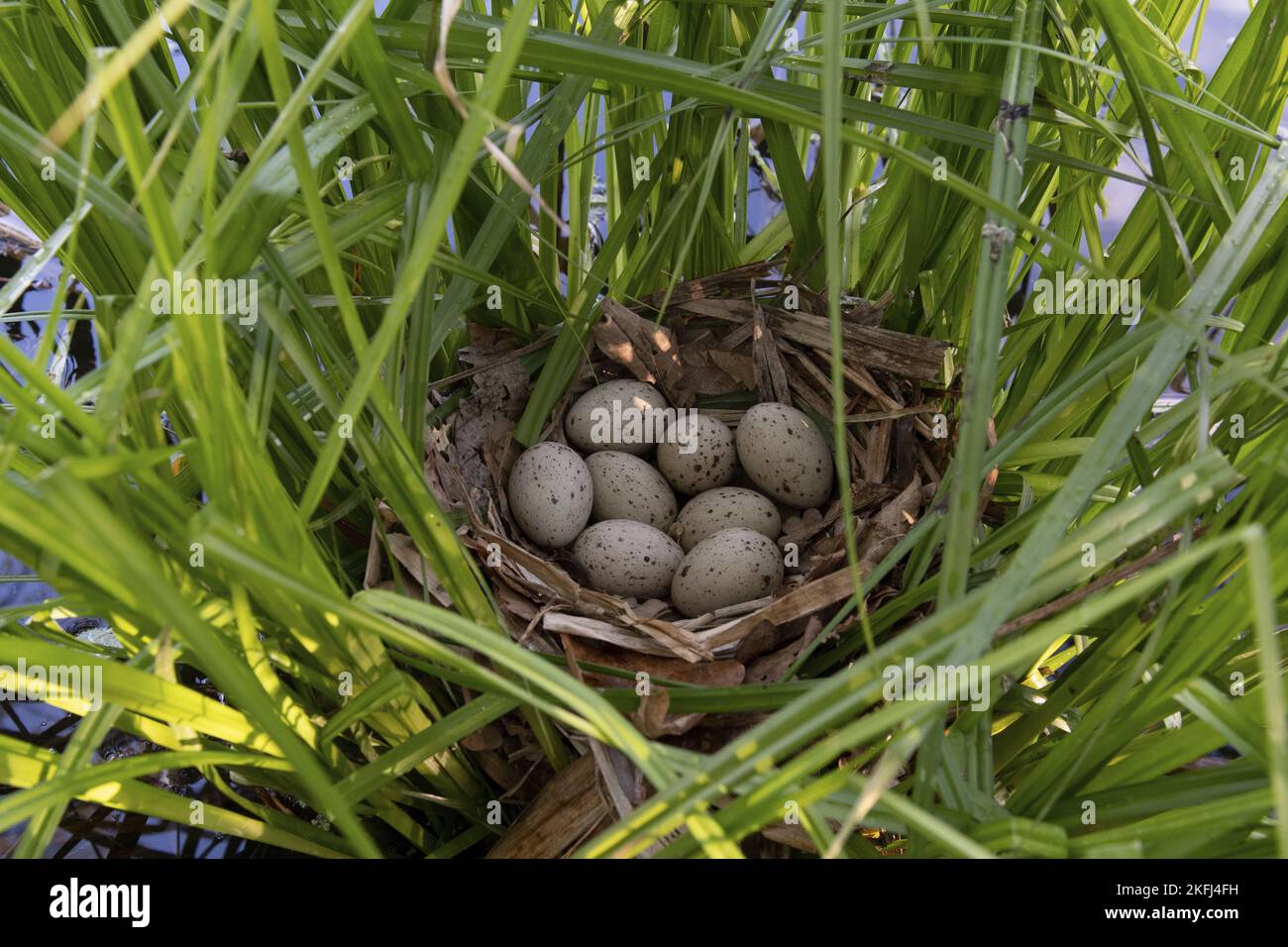 Moorhen fledglings hi-res stock photography and images - Alamy