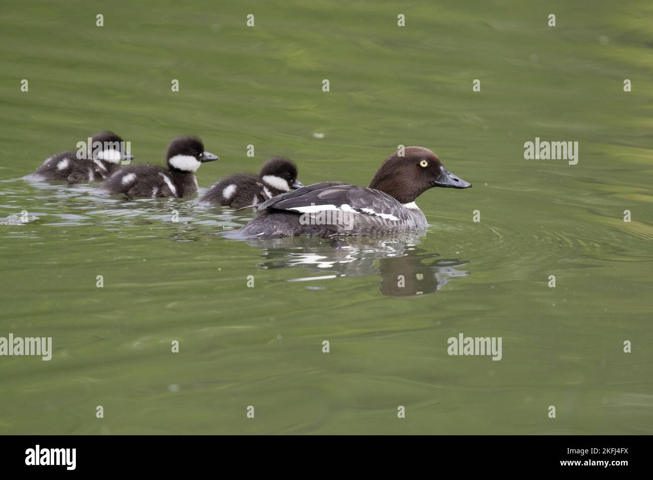 Juvenile goldeneye hi-res stock photography and images - Alamy
