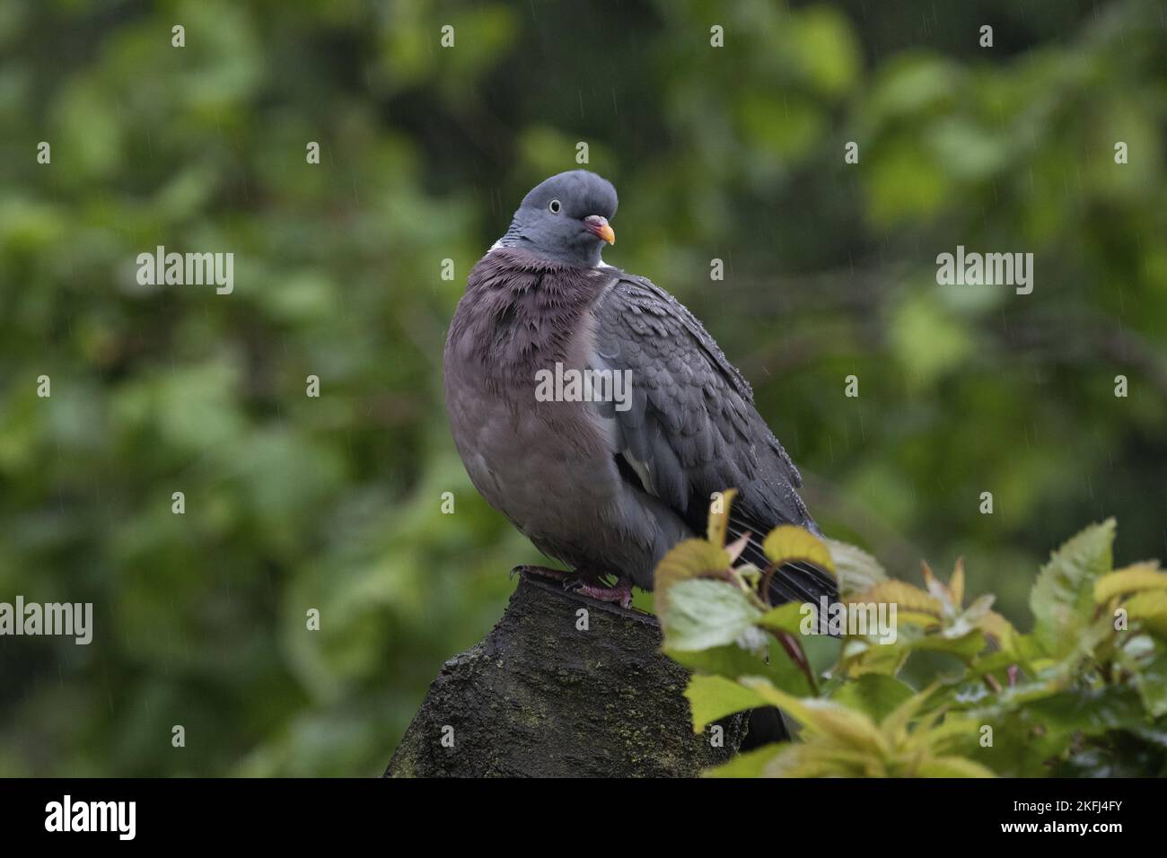 Culver culvers bird birds hi-res stock photography and images - Alamy