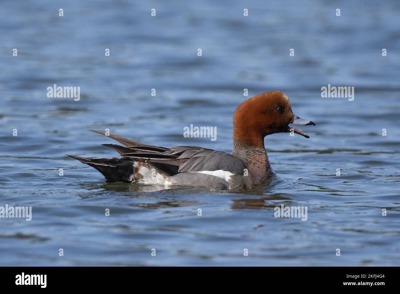 One european wigeon hi-res stock photography and images - Alamy