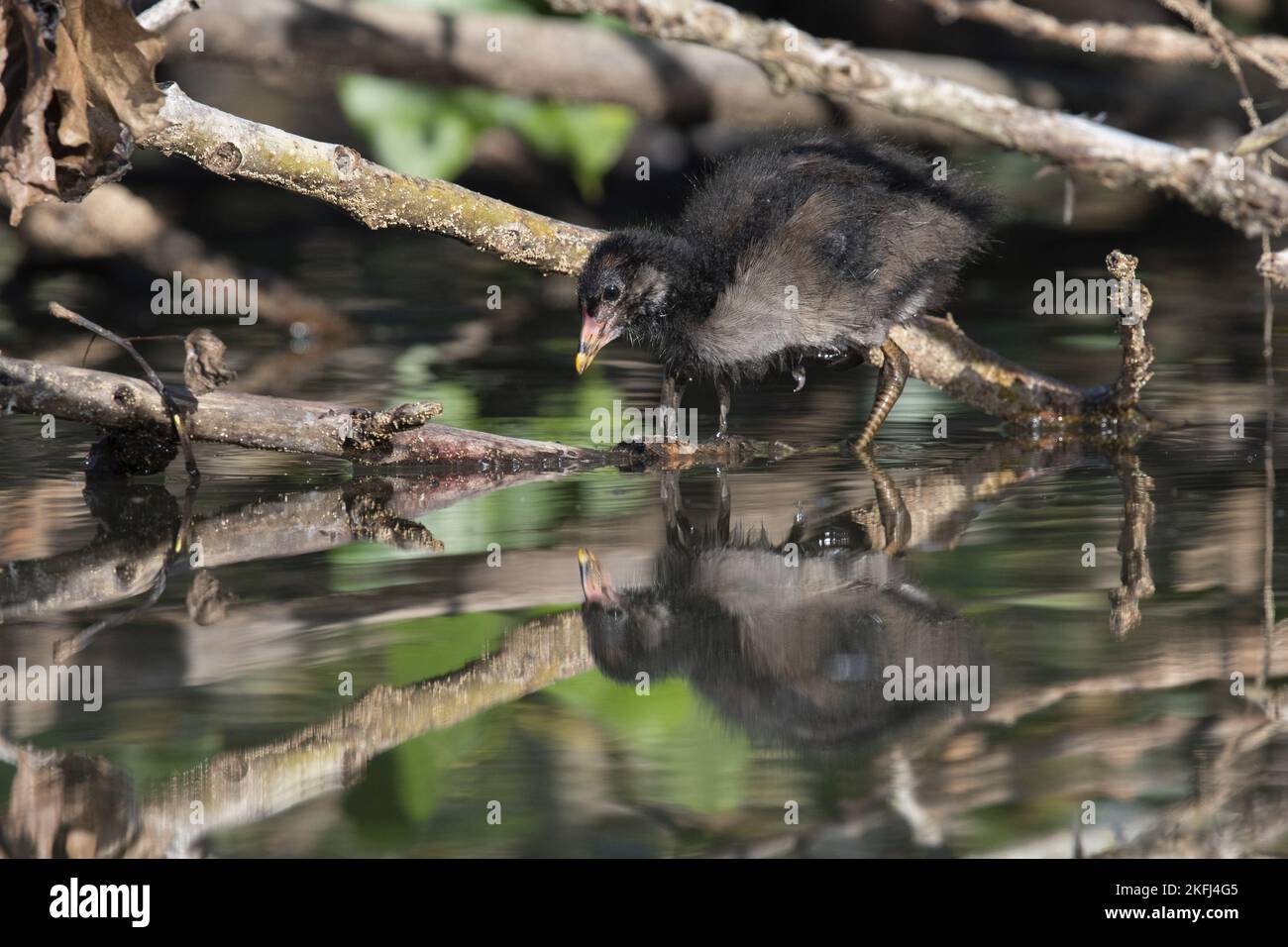 Moorhen fledglings hi-res stock photography and images - Alamy