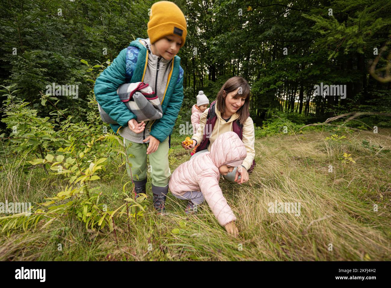 Mother and children searching mushrooms in the wild forest Stock Photo ...