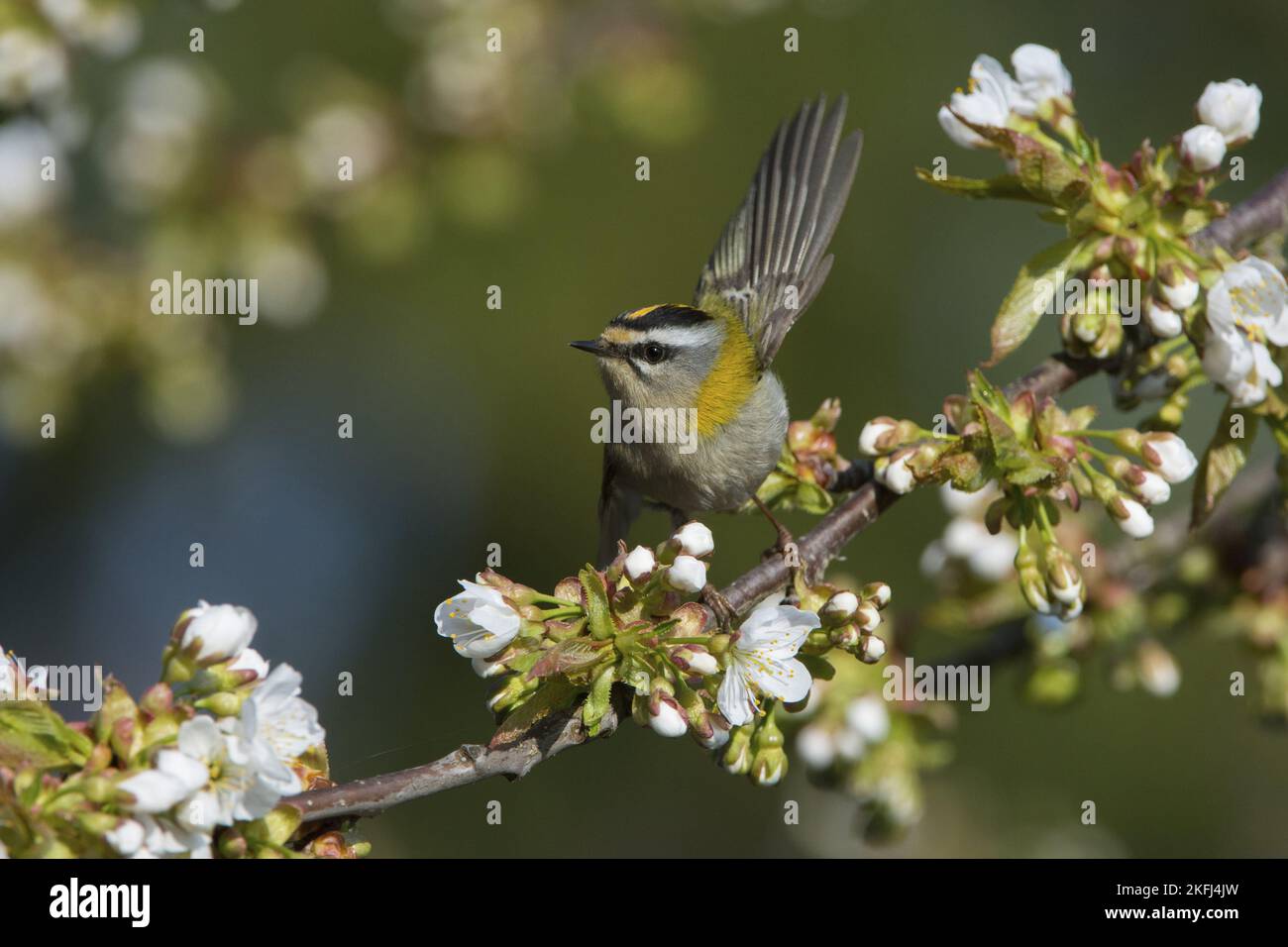 Common firecrests hi-res stock photography and images - Alamy