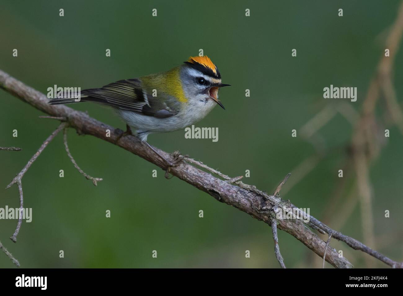 Kinglets and firecrests hi-res stock photography and images - Alamy