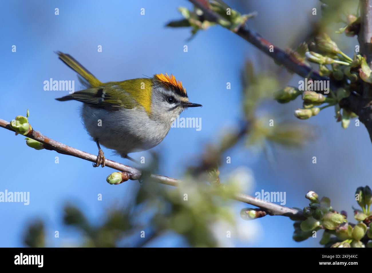 Common firecrests hi-res stock photography and images - Alamy